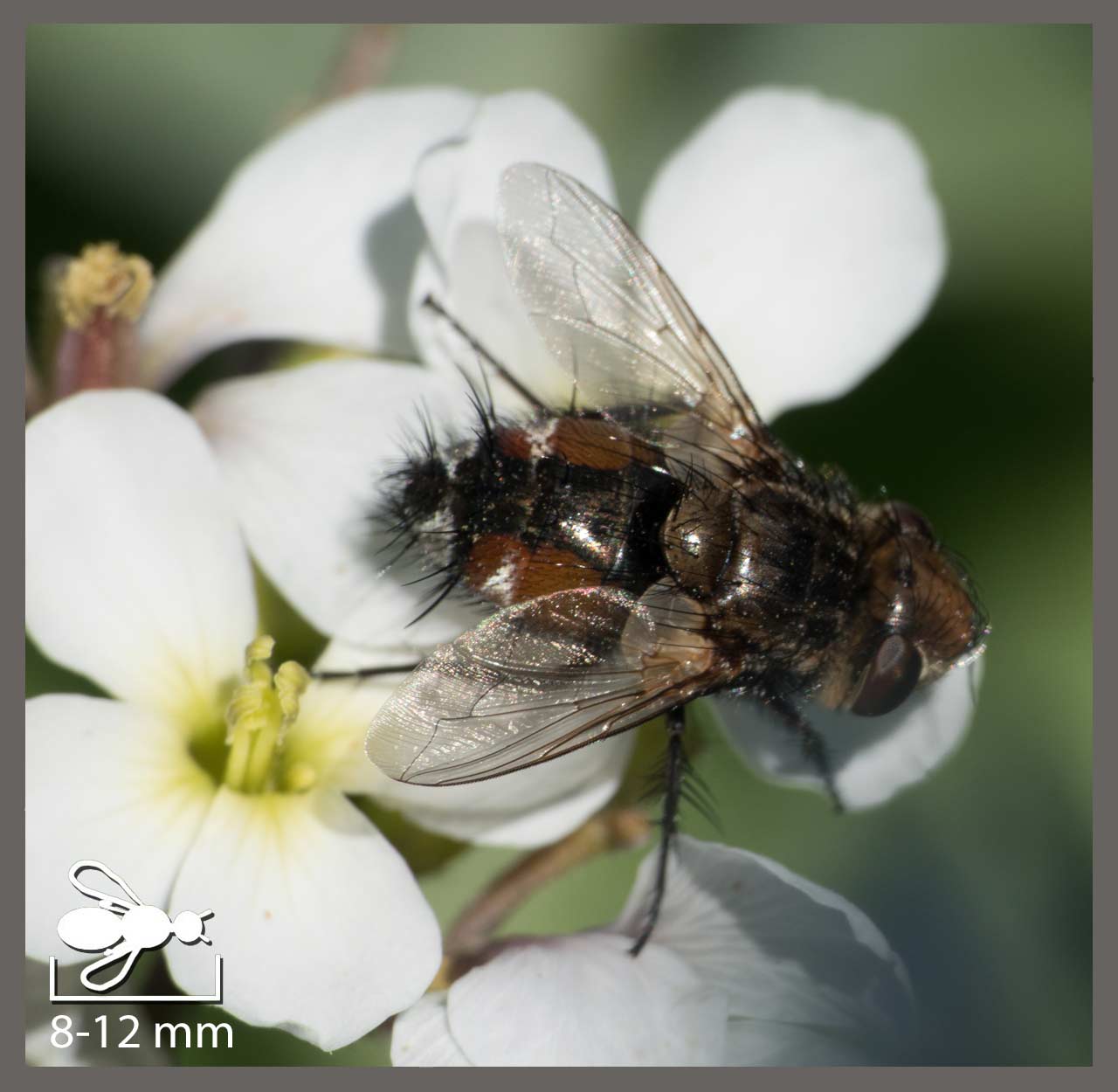 Gonia ornata - Gonia ornata | Identifier un insecte