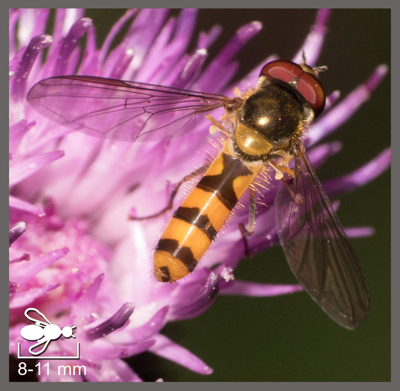 Meliscaeva cinctella - Meliscaeva cinctella | Identifier un insecte