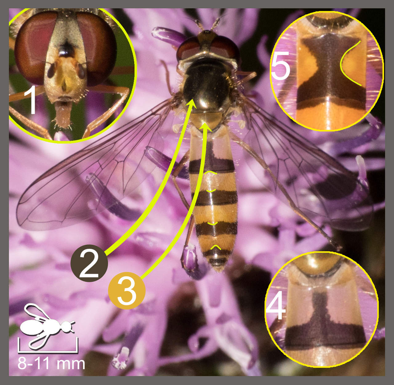 Meliscaeva cinctella - Meliscaeva cinctella | Identifier un insecte