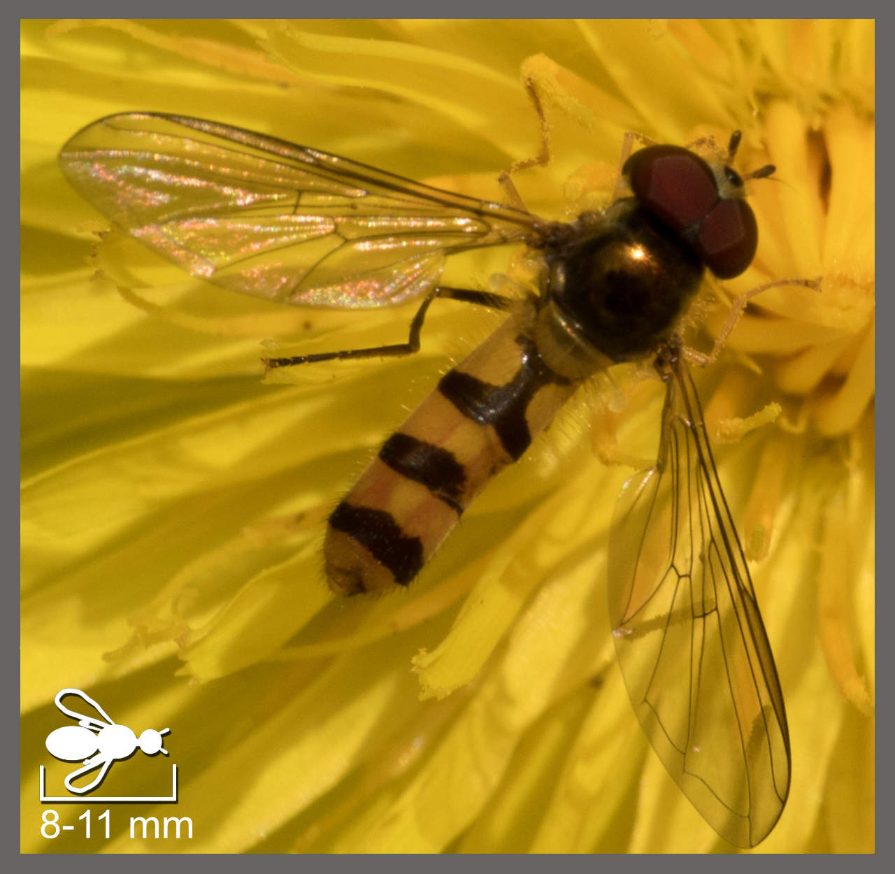 Meliscaeva cinctella - Meliscaeva cinctella | Identifier un insecte