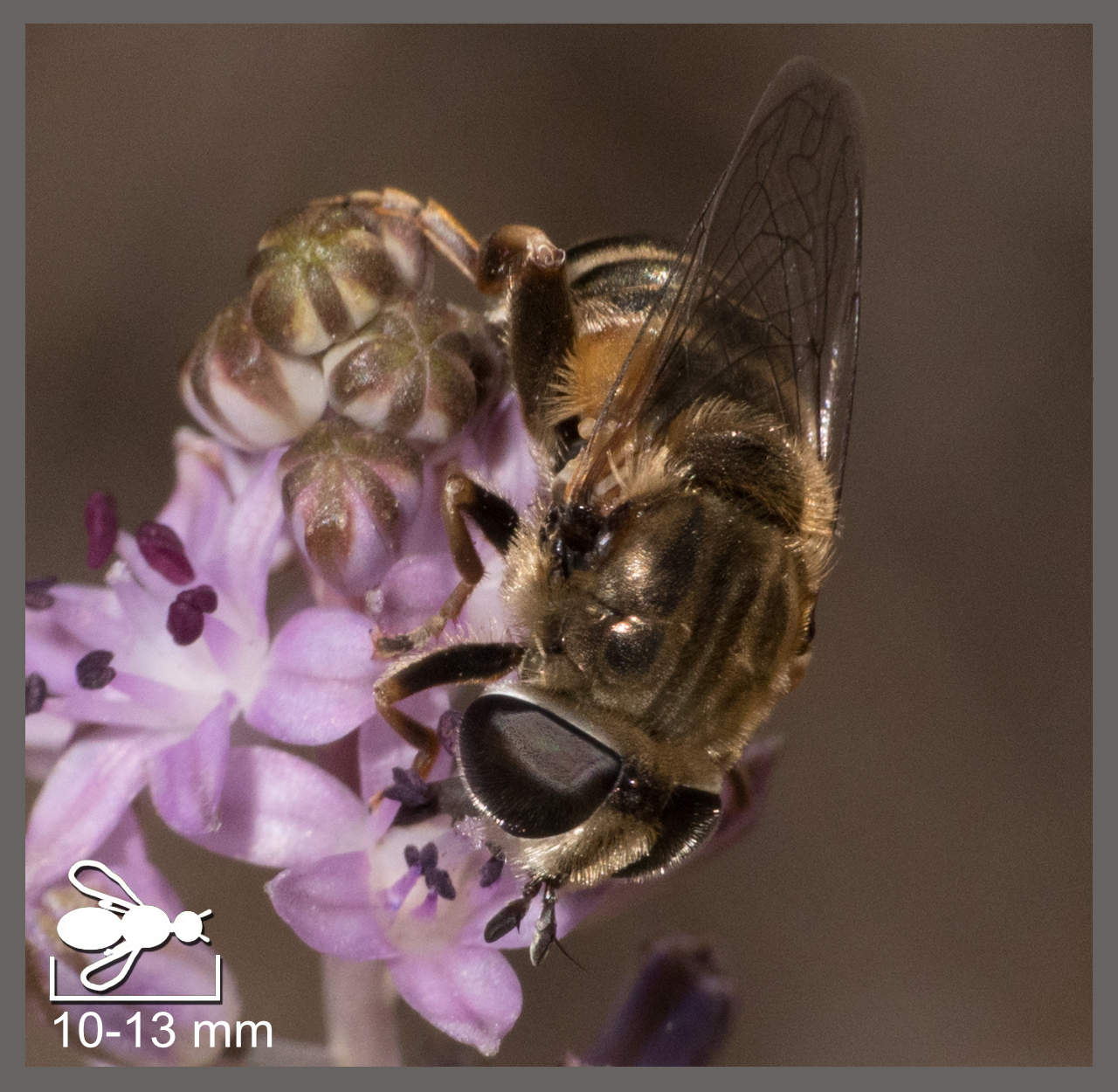 Mérodon avide - Merodon avidus | Identifier un insecte