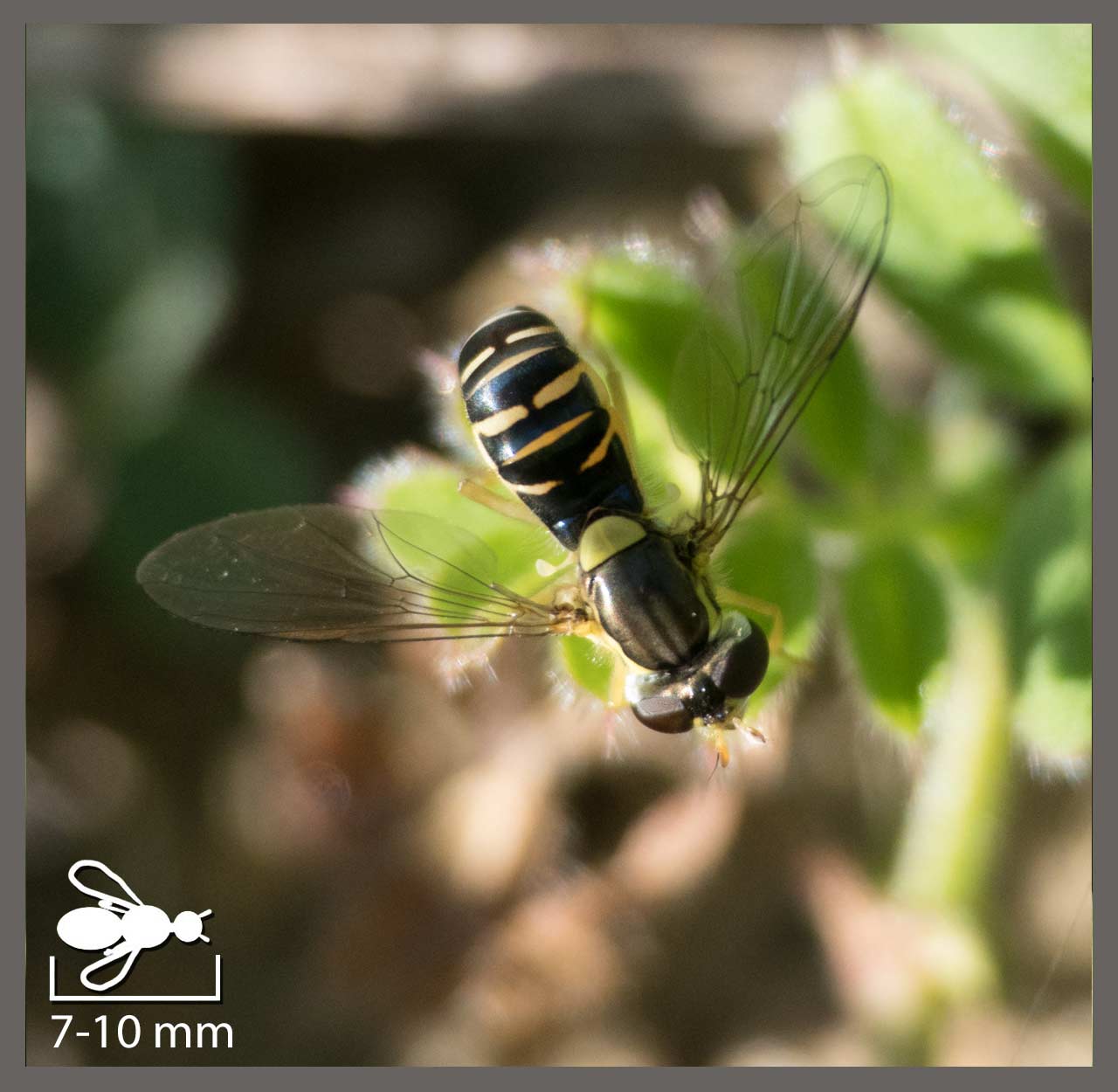 Sphaérophore interrompue - Sphaerophoria interrupta | Identifier un insecte