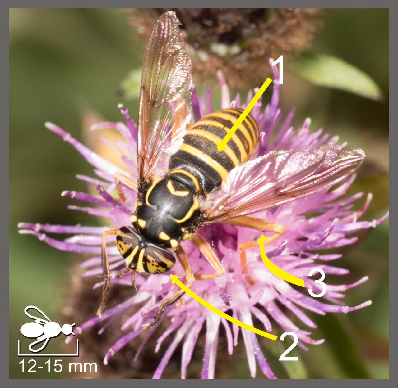 Spilomyias - Spilomyia sp. | Identifier un insecte