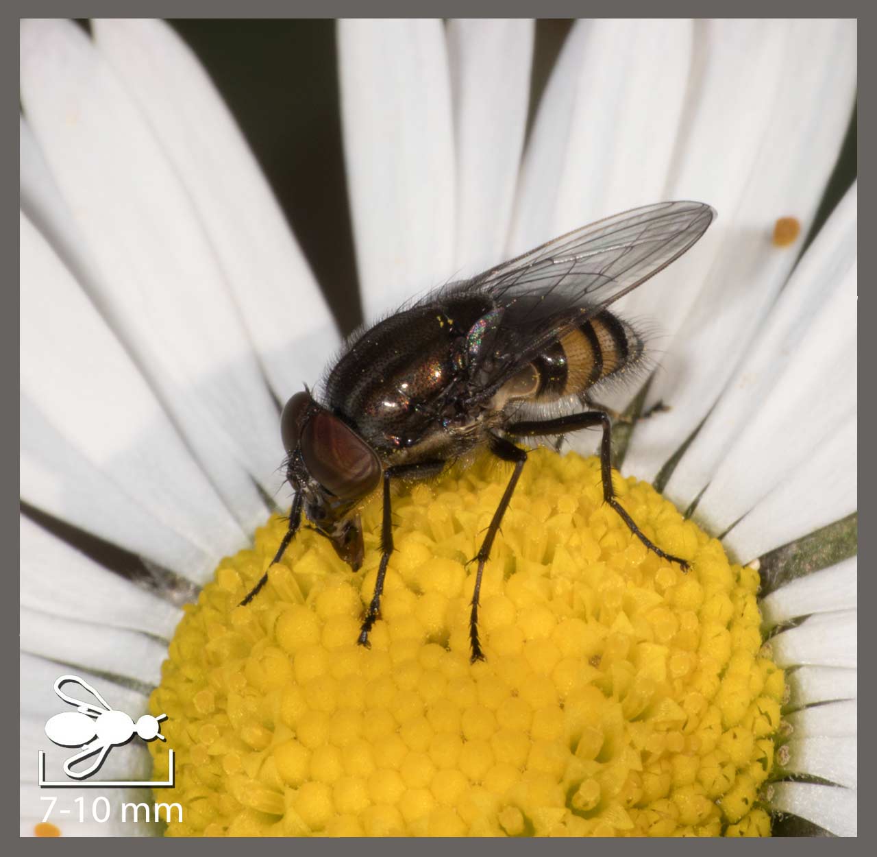 Stomorhina lunata - Stomorhina lunata | Identifier un insecte