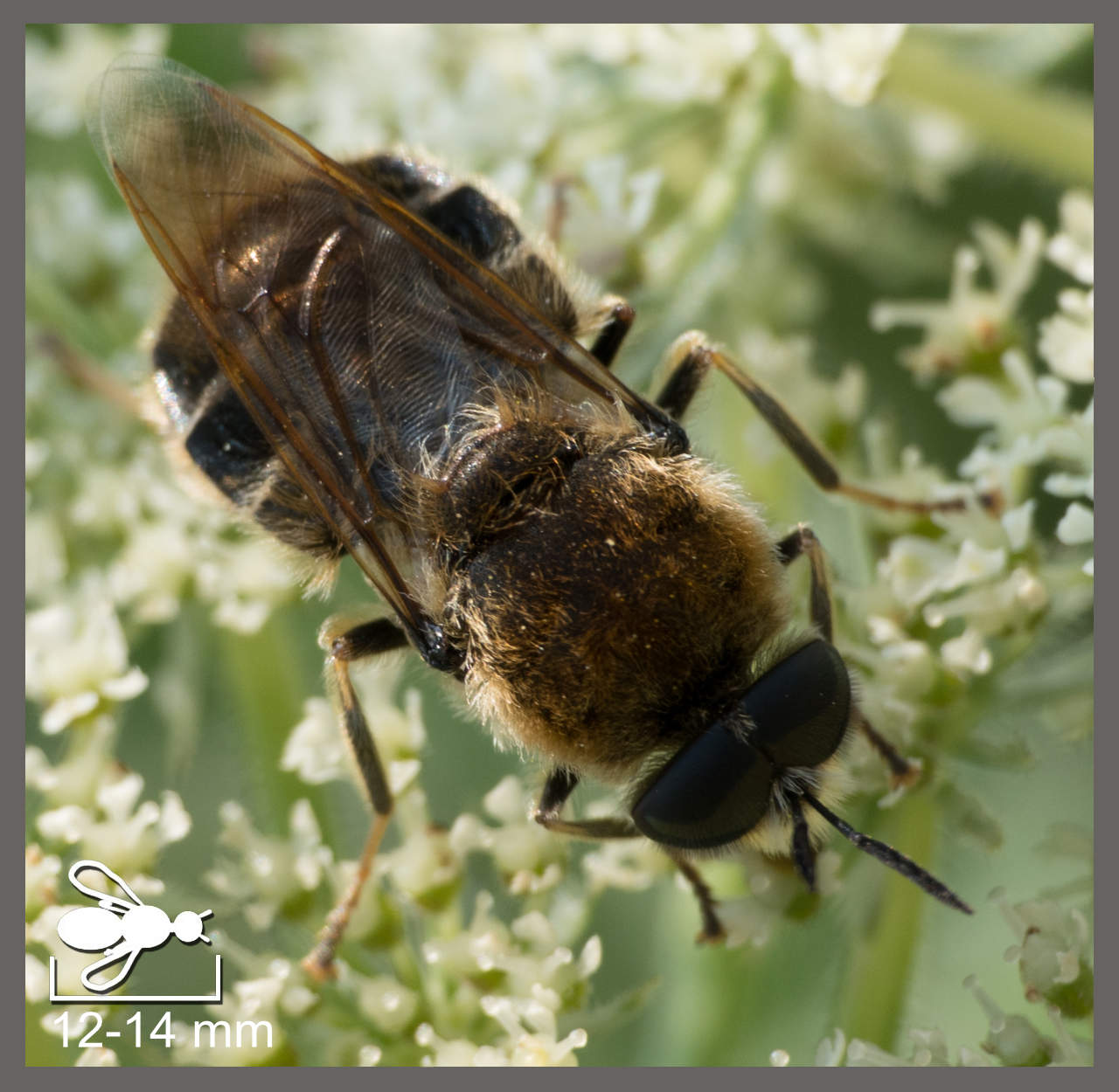 Stratiomys longicornis - Stratiomys longicornis | Identifier un insecte