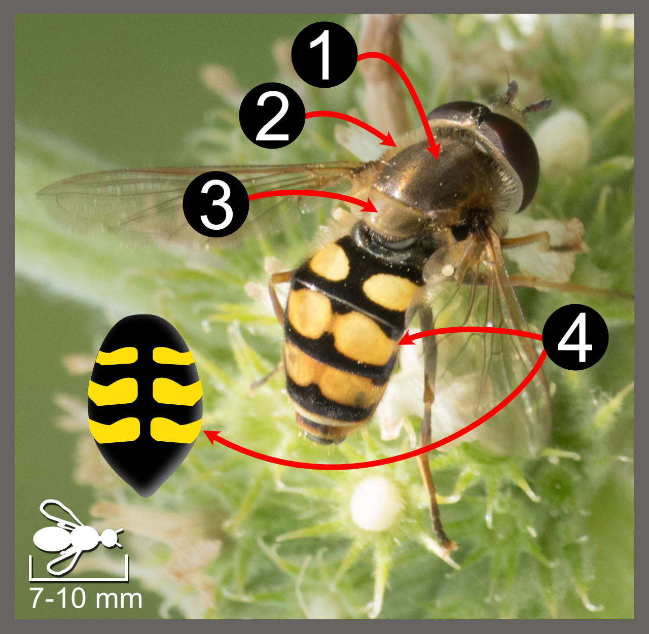 Syrphe des corolles - Eupeodes corollae | Identifier un insecte