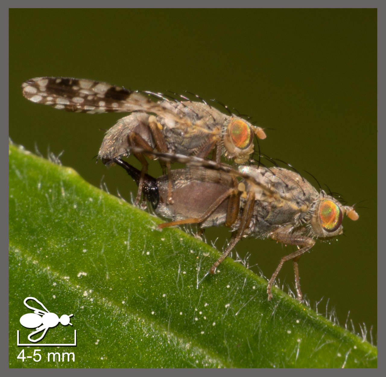 Tephritis conura - Tephritis conura | Identifier un insecte