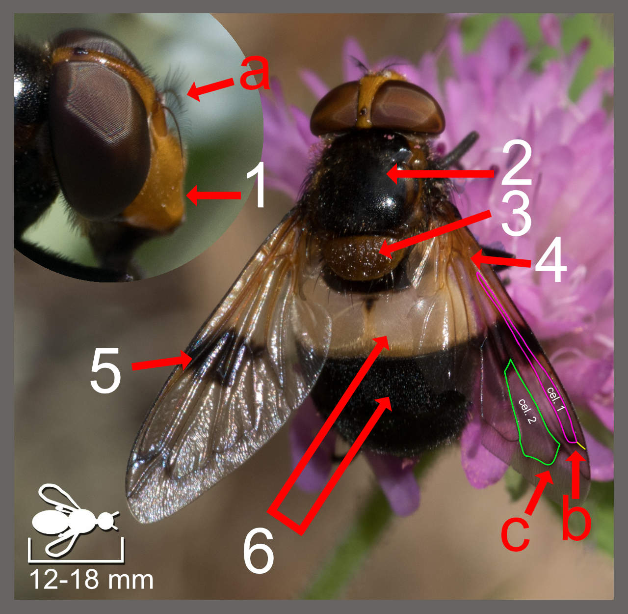 Volucelle transparente - Volucella pellucens | Identifier un insecte