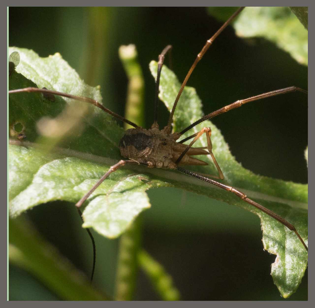 Faucheux urnigère - Phalangium opilio | Identifier un arachnide
