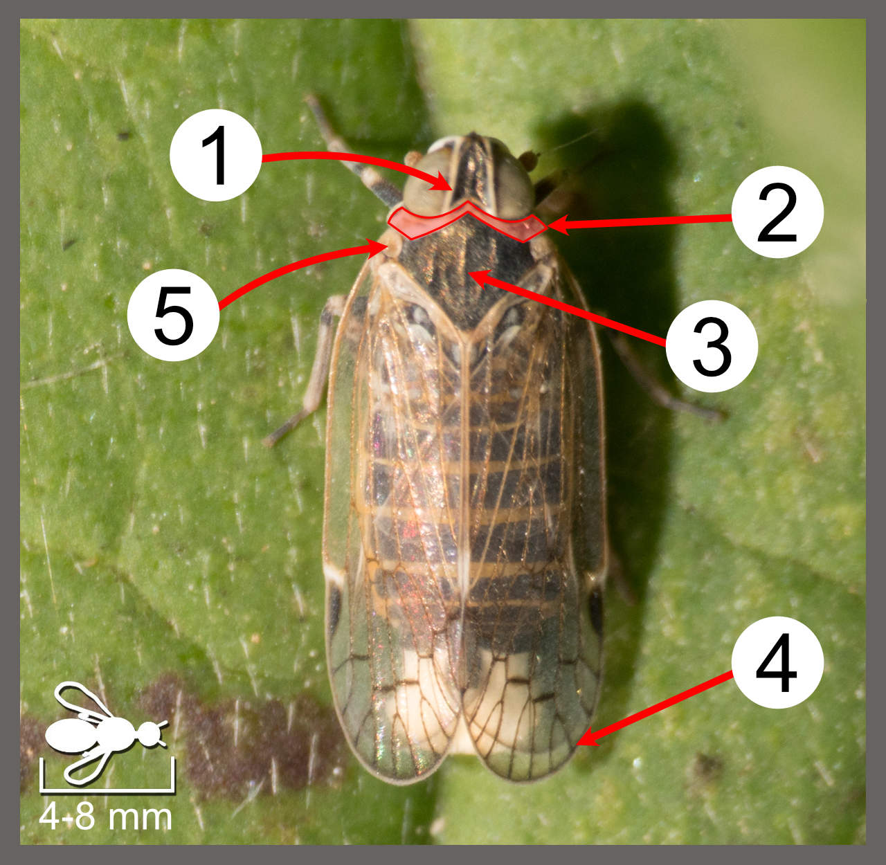 Cixiidés - Famille des Cixiidae | Identifier un insecte