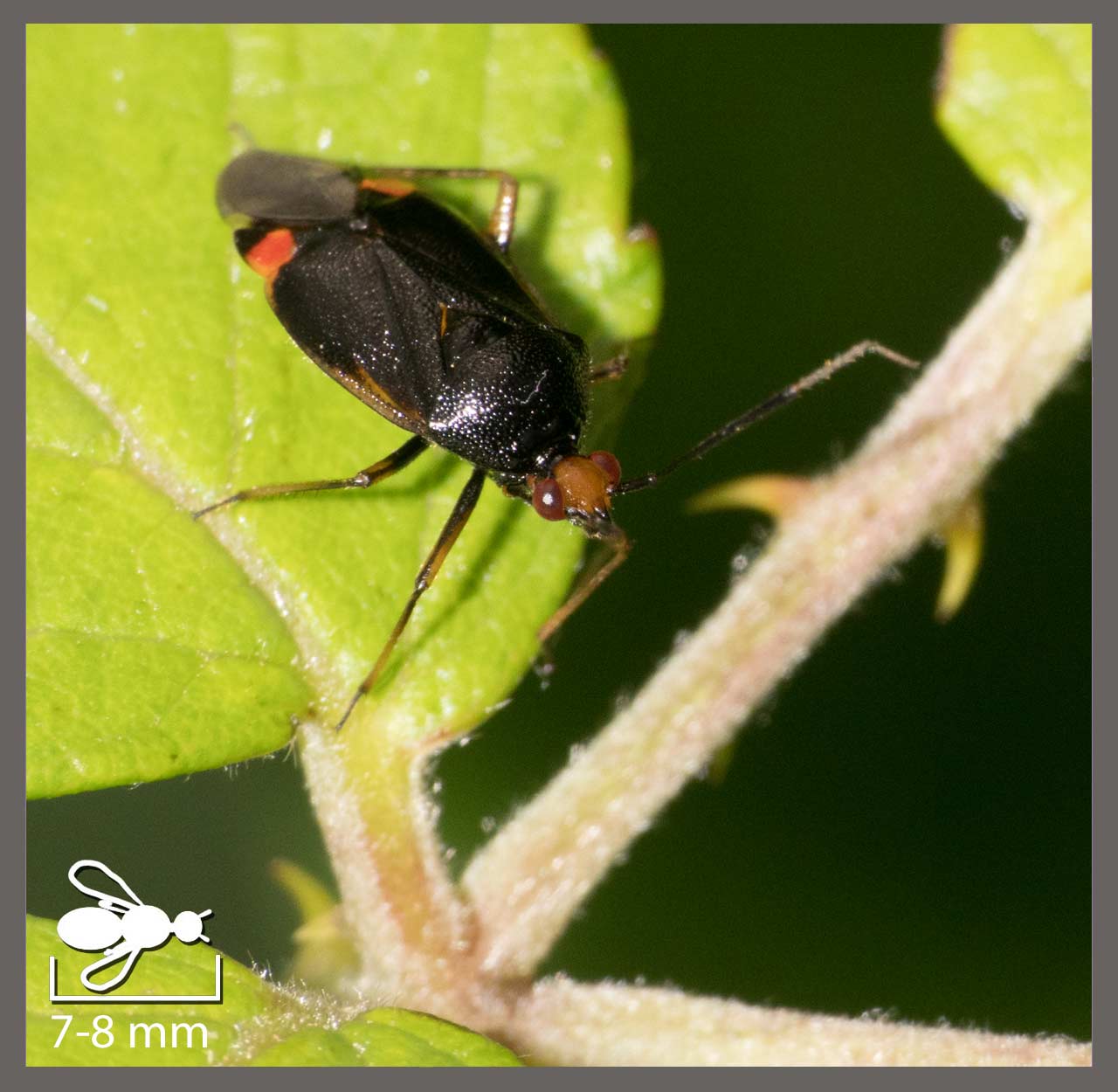 Miride rouge - Deraeocoris ruber | Identifier un insecte
