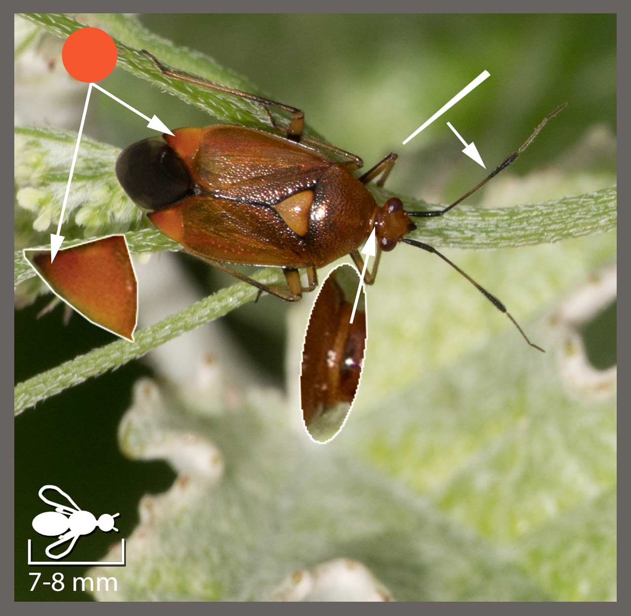 Miride rouge - Deraeocoris ruber | Identifier un insecte