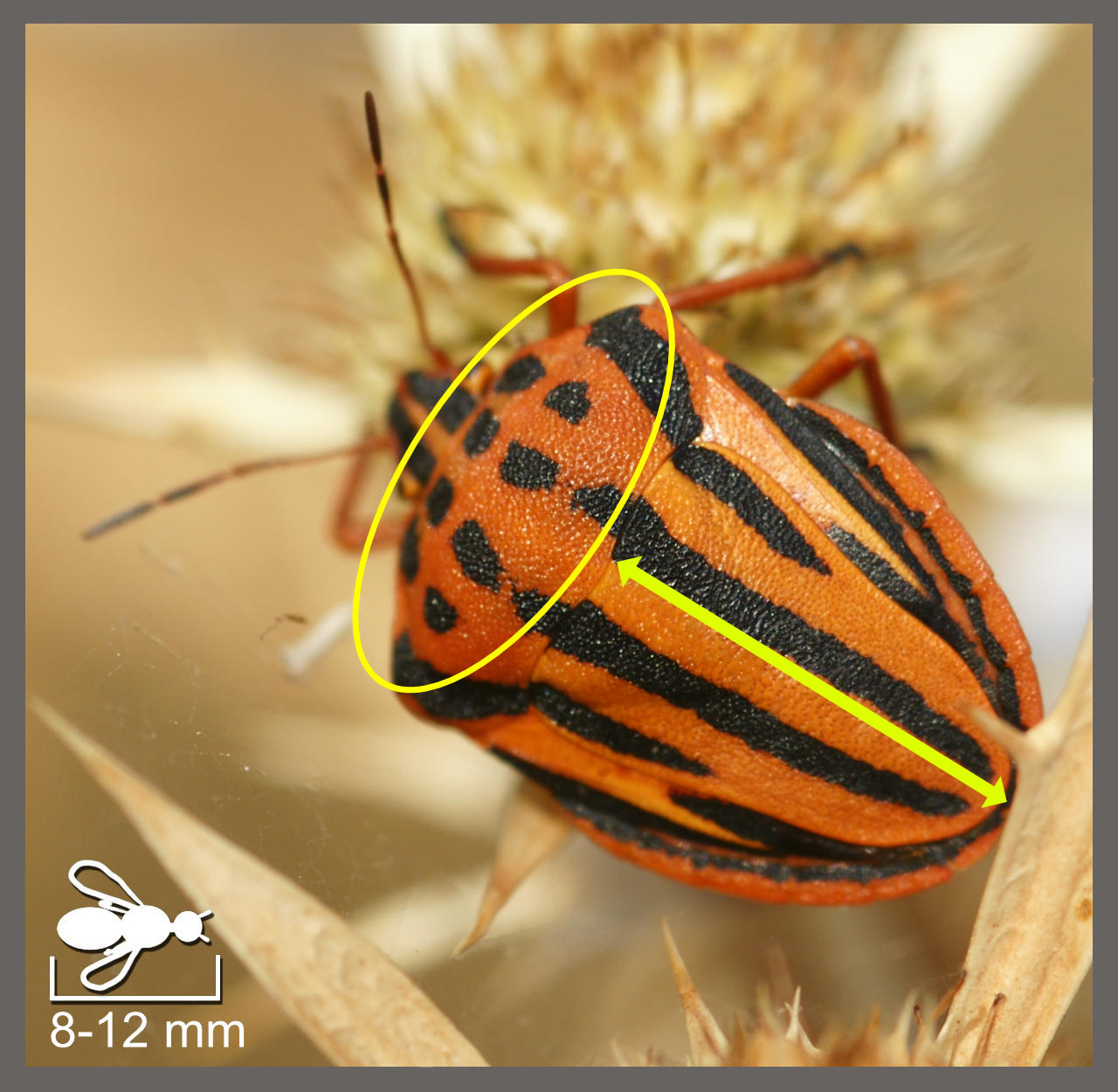 Graphosome ponctué - Graphosoma semipunctatum | Identifier un insecte