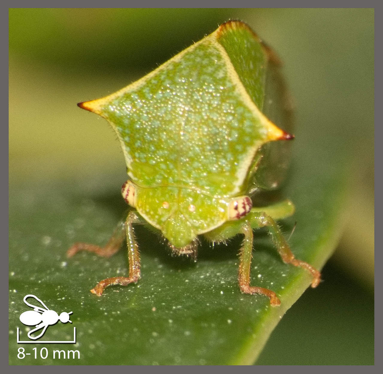 Membracide bison - Stictocephala bisonia | Identifier un insecte