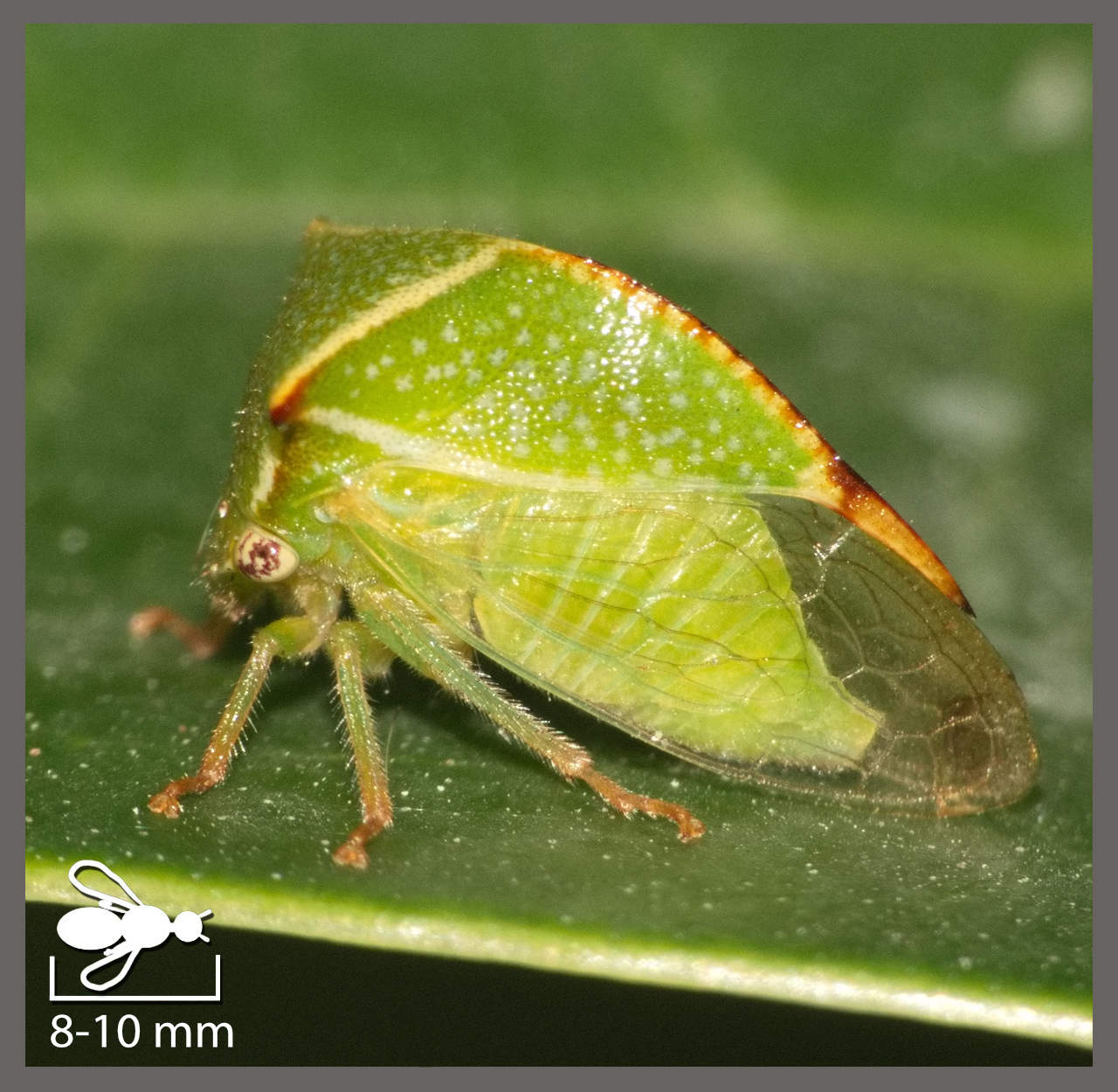 Membracide bison - Stictocephala bisonia | Identifier un insecte