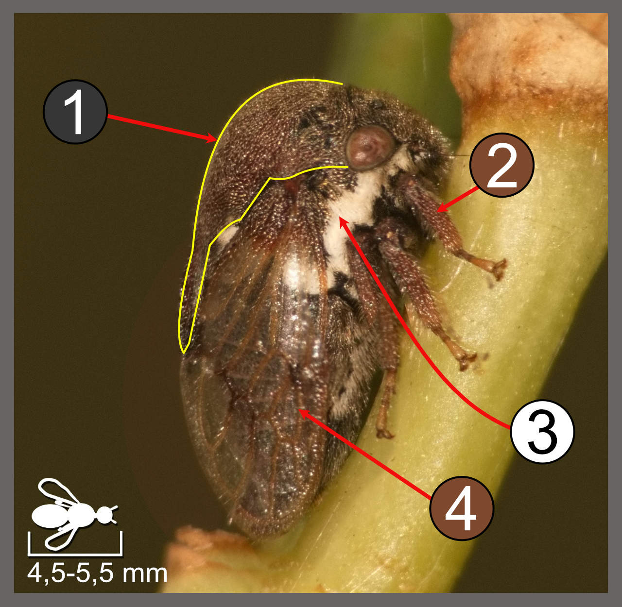 Petit diable - Gargara genistae | Identifier un insecte