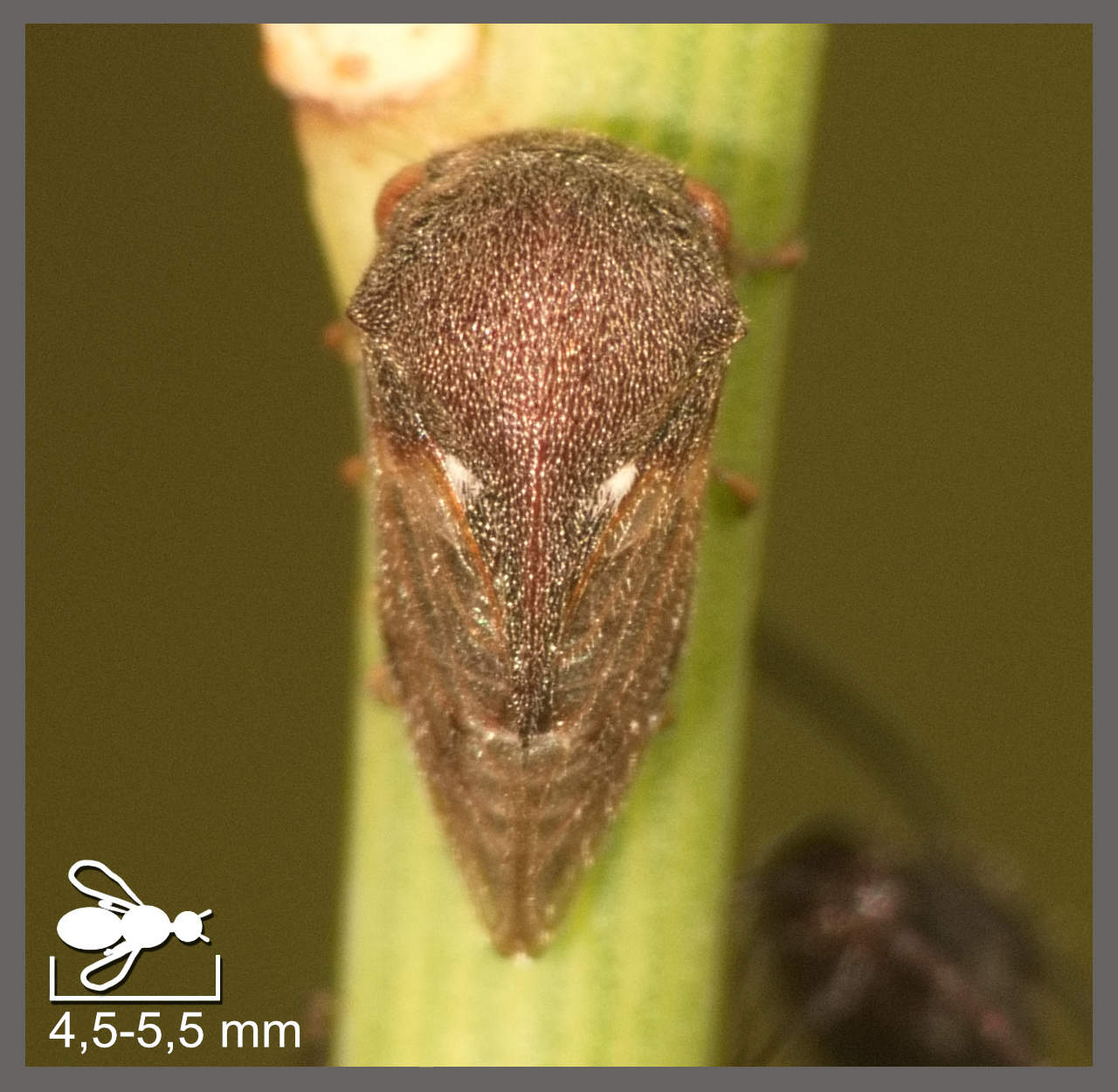 Petit diable - Gargara genistae | Identifier un insecte