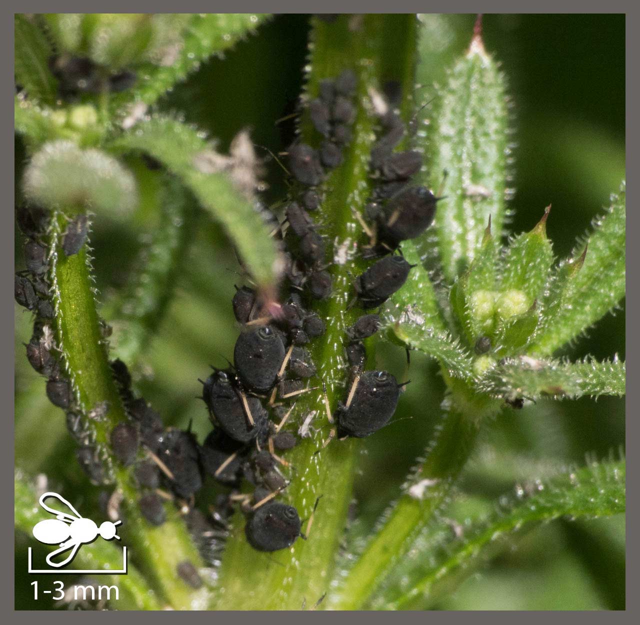 Puceron noir de la fève - Aphis fabae | Identifier un insecte