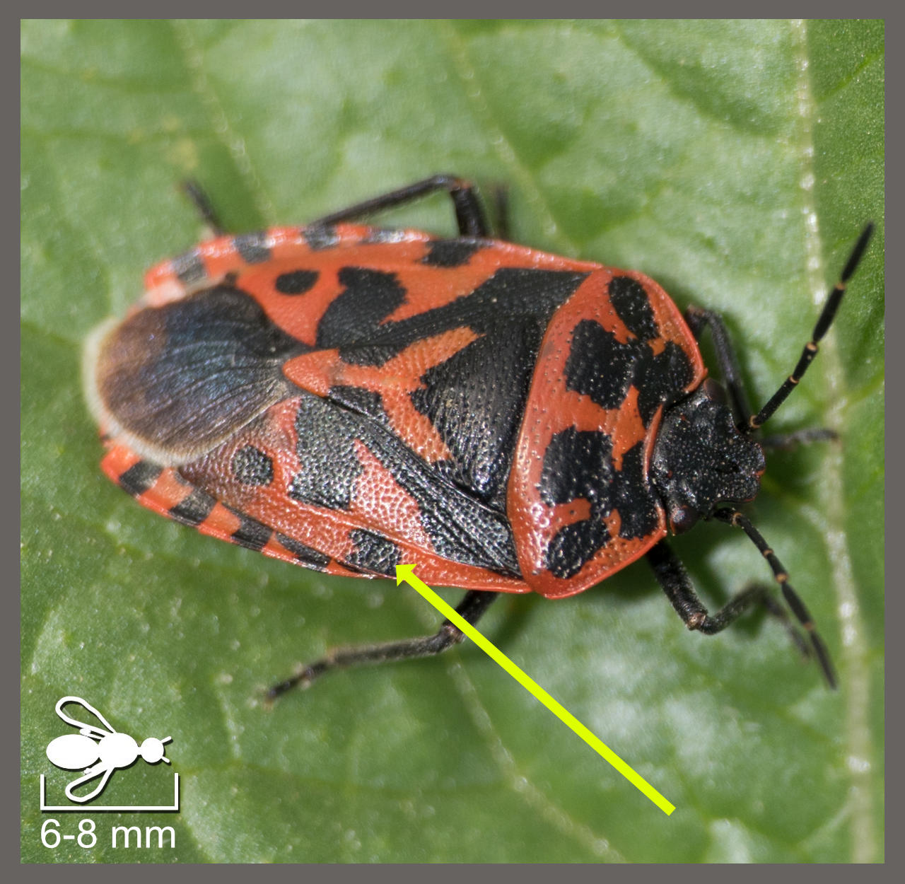 Punaise rouge du chou - Eurydema ventralis | Identifier un insecte
