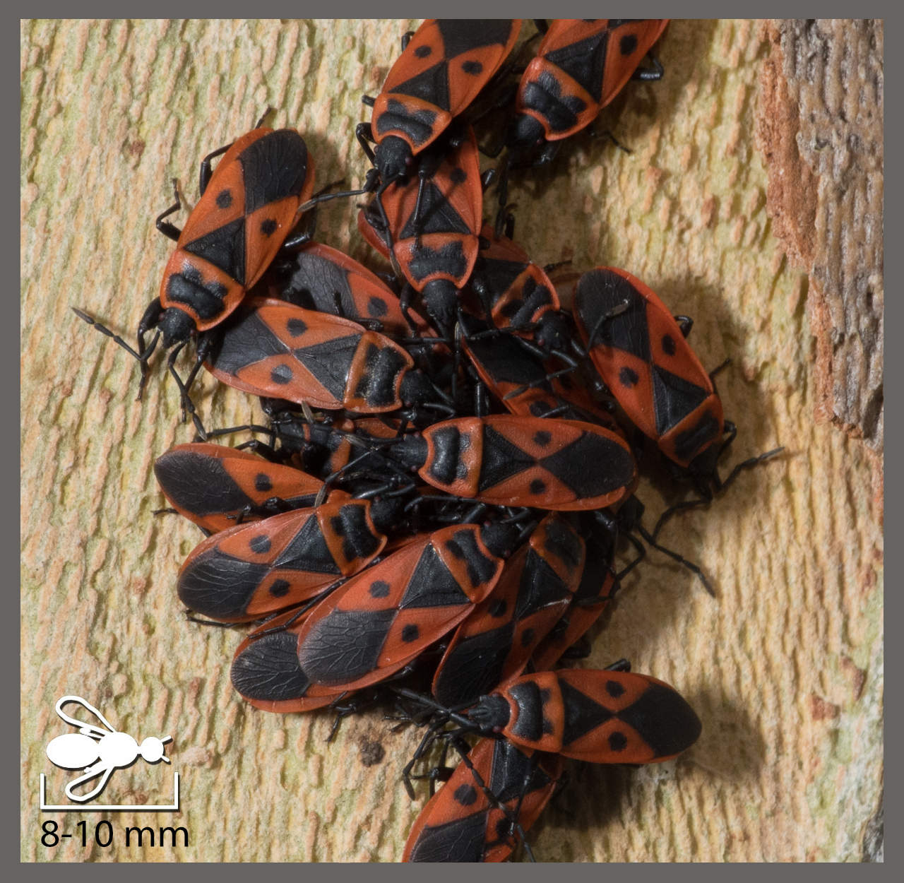 Pyrrhocore méditerranéen - Scantius aegyptius | Identifier un insecte