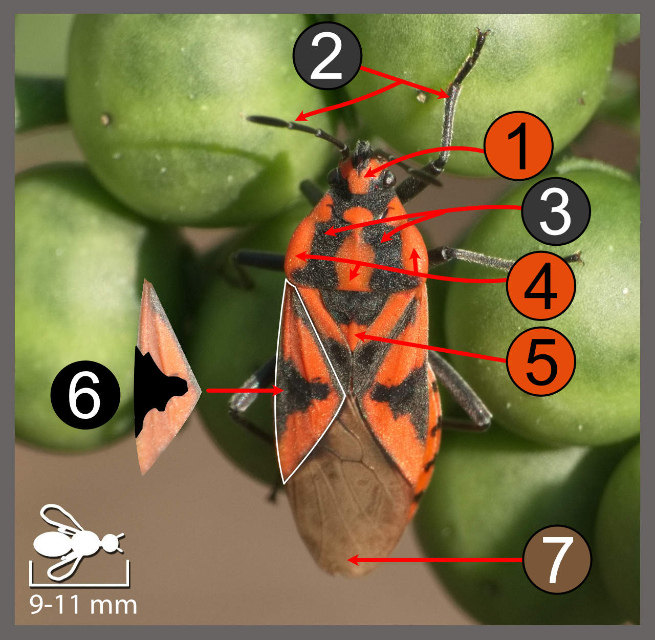 Spilostethus furcula - Spilostethus furcula | Identifier un insecte