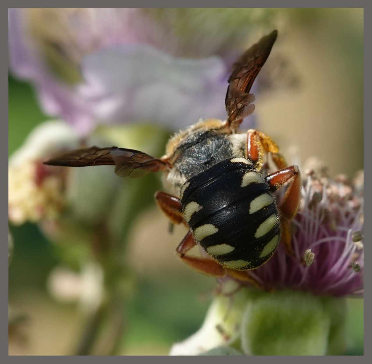 Abeilles cotonnières - Anthidium sp. | Identifier un insecte