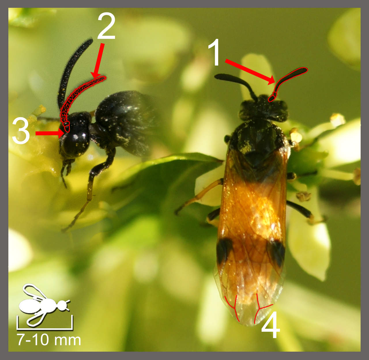 Arges - Arge sp. | Identifier un insecte