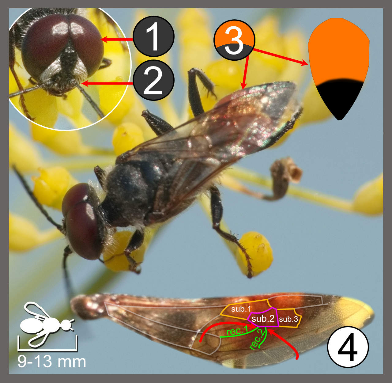 Astata - Astata sp. | Identifier un insecte