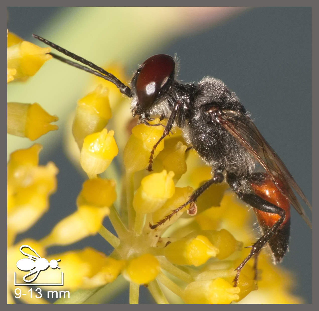 Astata - Astata sp. | Identifier un insecte