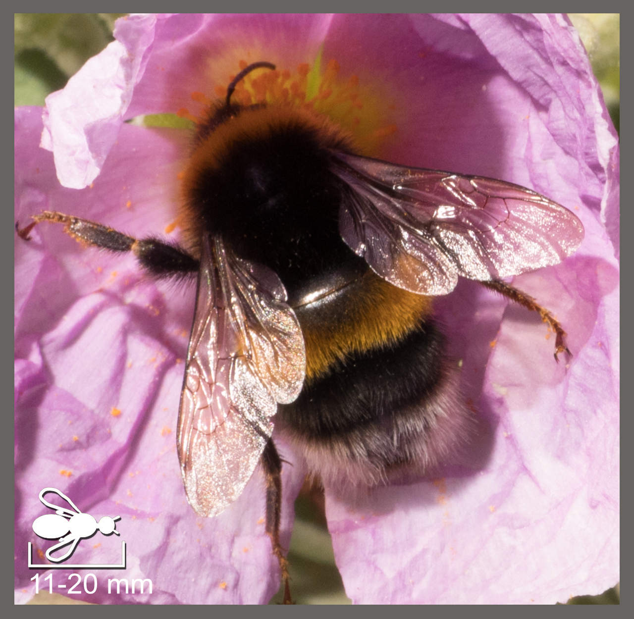 Bourdon terrestre - Bombus terrestris | Identifier un insecte
