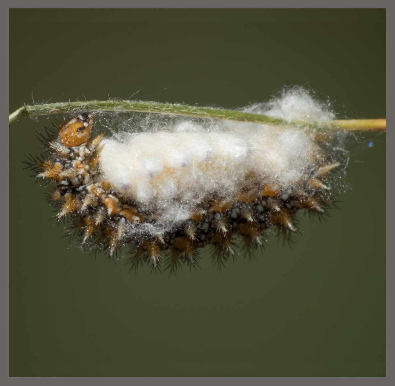 Petits Braconidés - Bracon et autres genres | Identifier un insecte