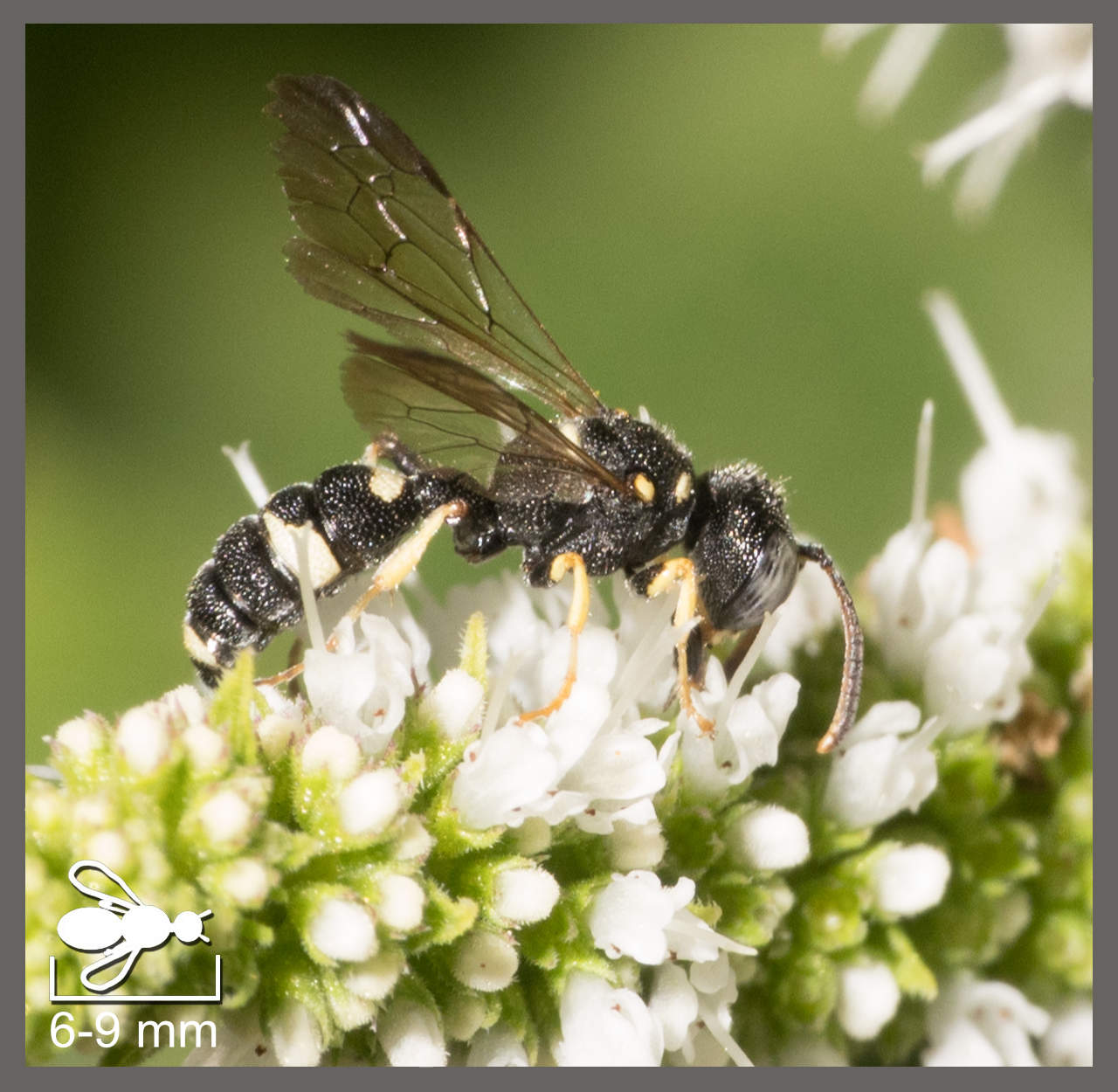 Cerceris rubida - Cerceris rubida | Identifier un insecte
