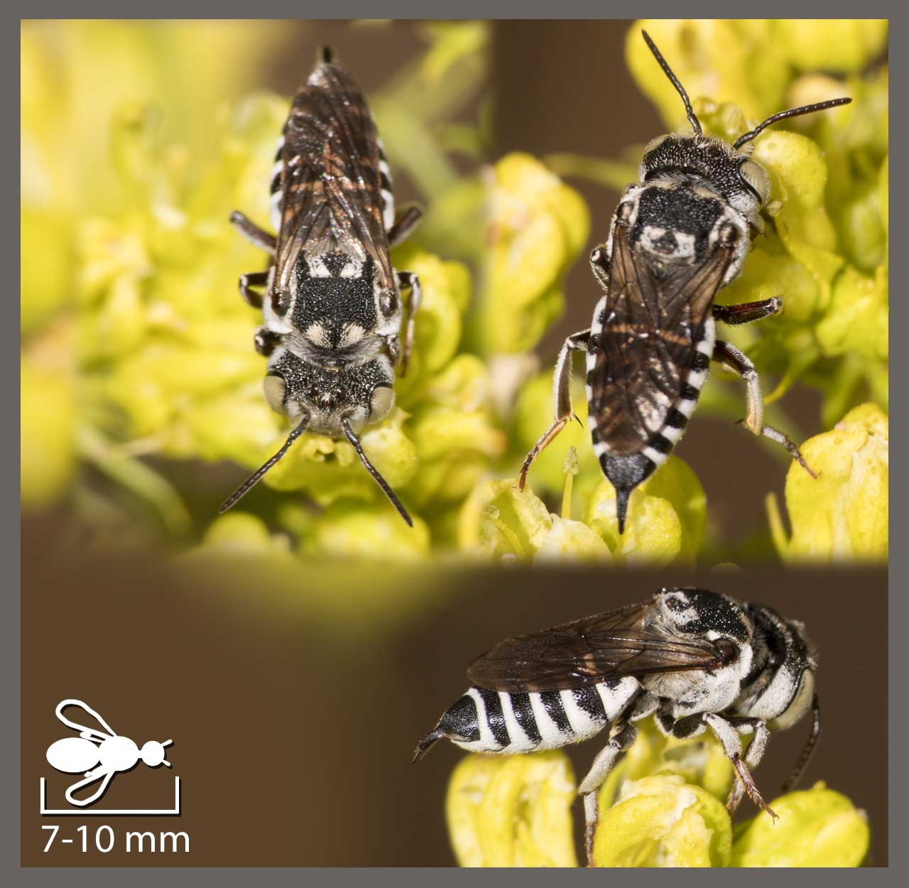 Coelioxys - Coelioxys sp. | Identifier un insecte