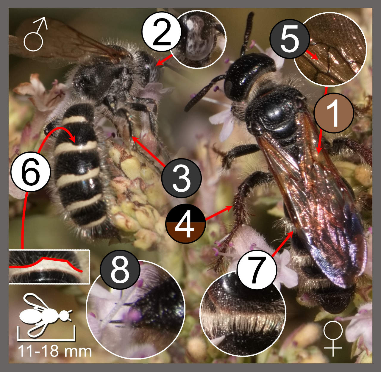 Colpa quinquecincta - Colpa quinquecincta | Identifier un insecte