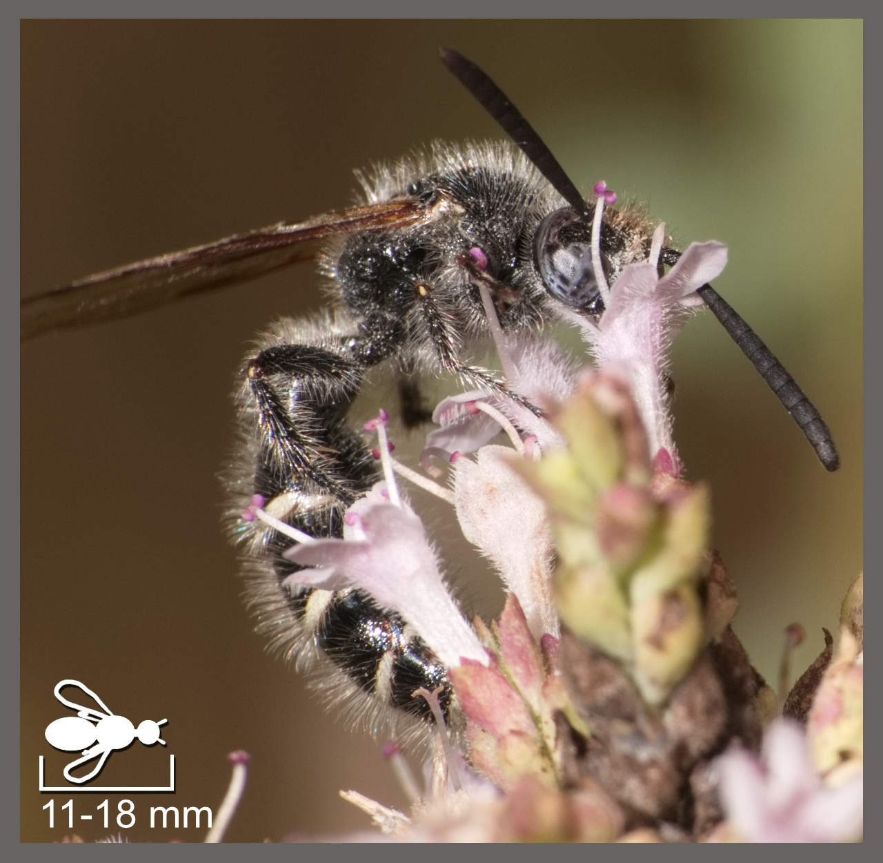 Colpa quinquecincta - Colpa quinquecincta | Identifier un insecte