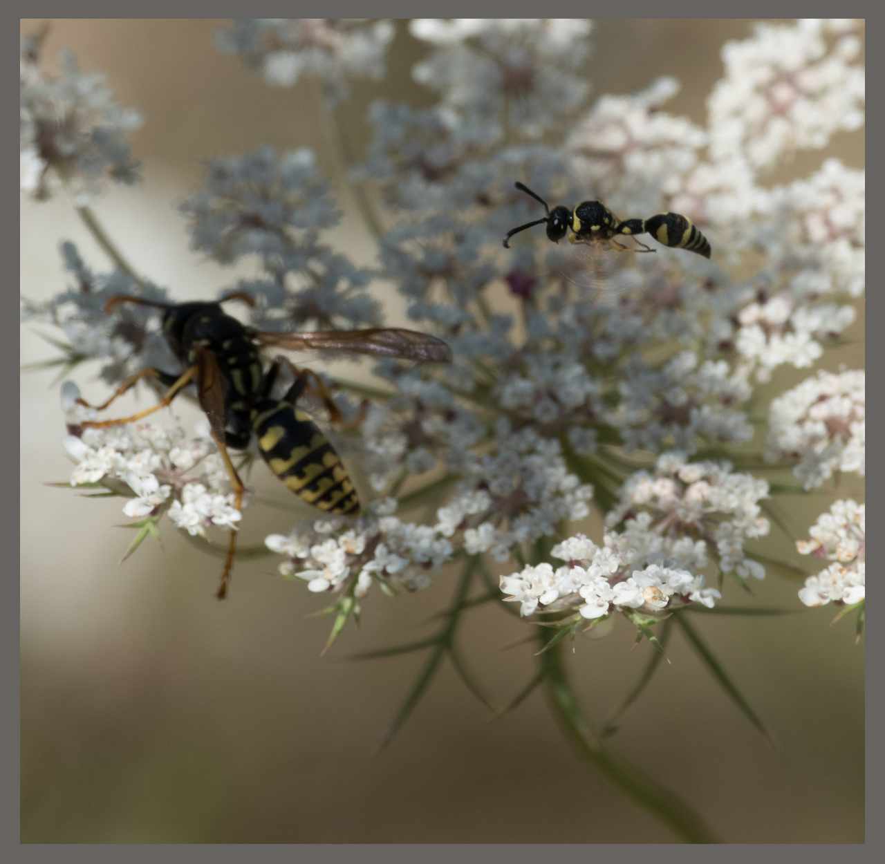 Eumènes - Eumenes sp. | Identifier un insecte