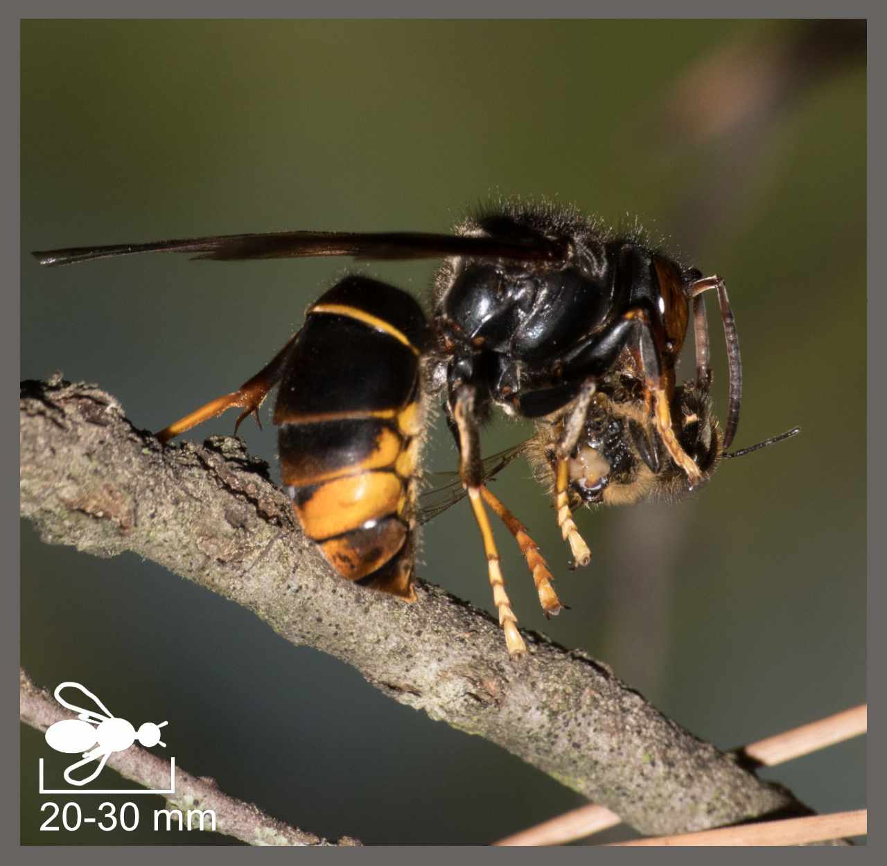 Frelon européen - Vespa crabo | Identifier un insecte