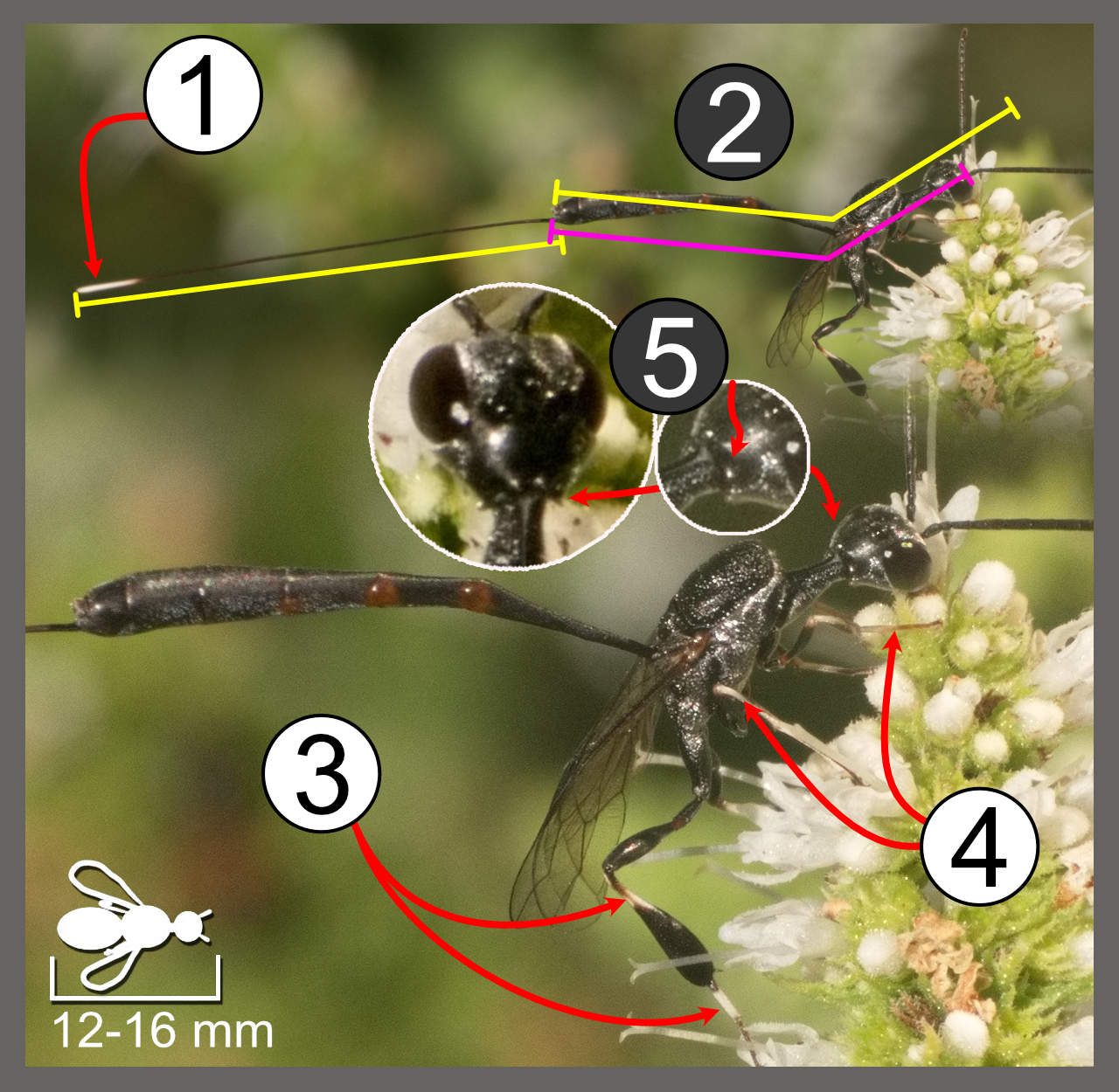 Gastéruption à javelot - Gasteruption jaculator | Identifier un insecte