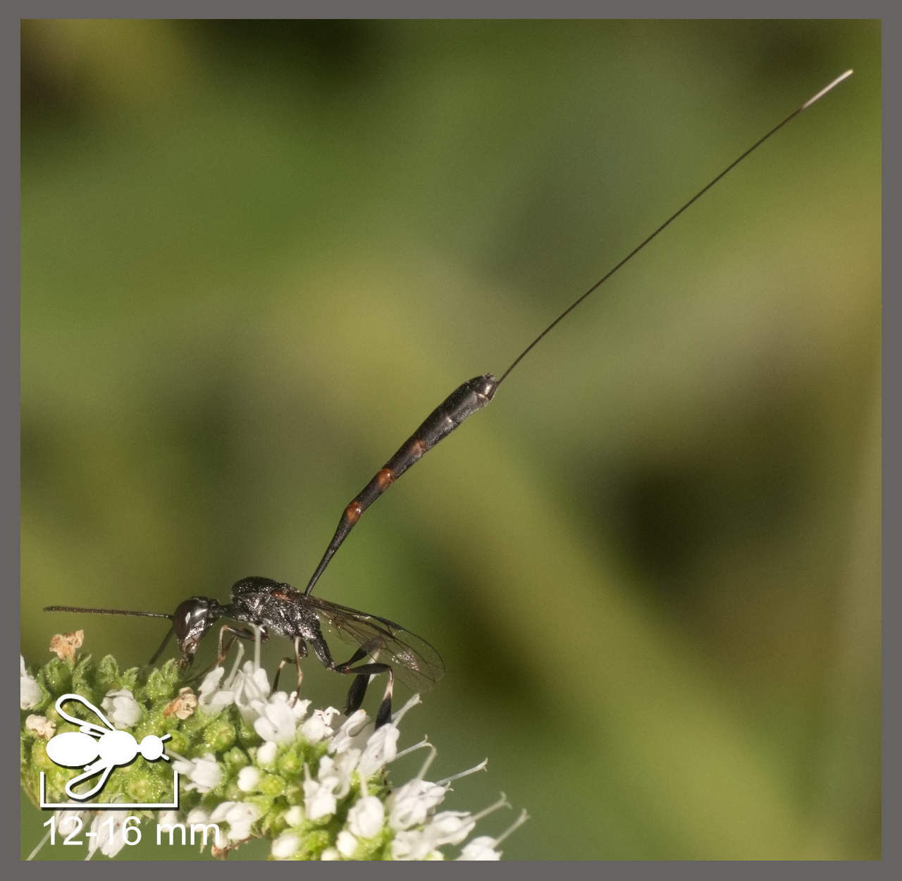 Gastéruption à javelot - Gasteruption jaculator | Identifier un insecte