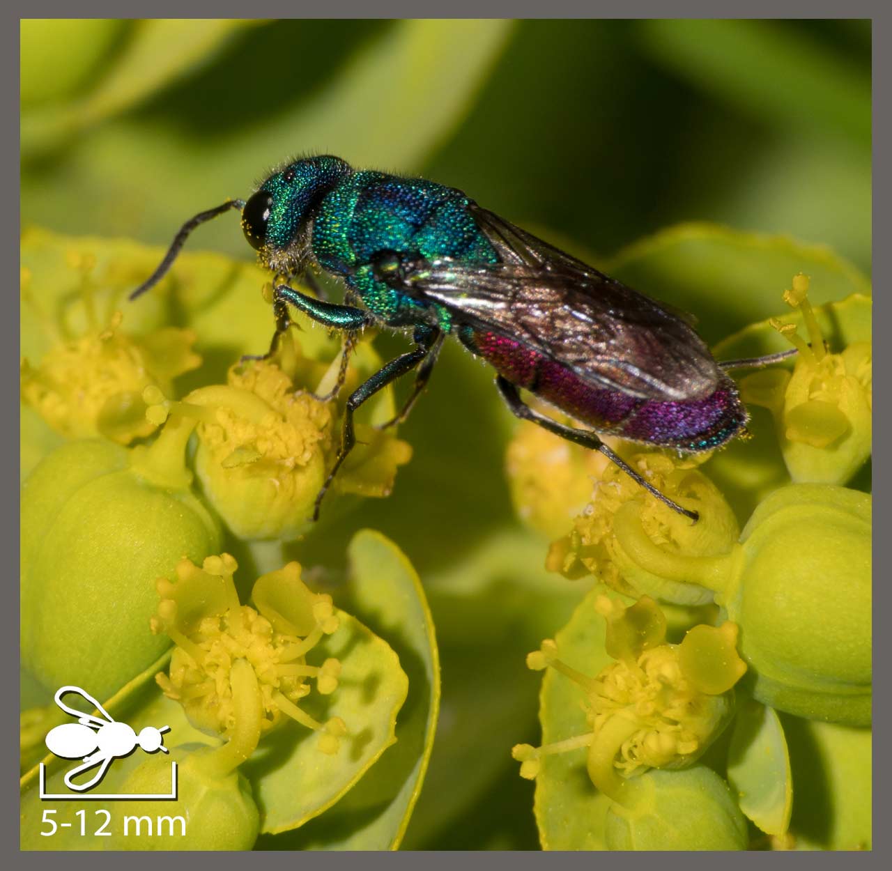 Guêpes coucou - Chrysis et autres genres | Identifier un insecte