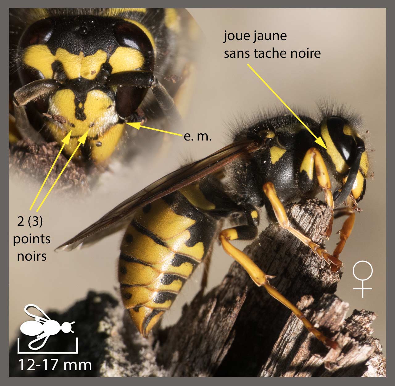 Guêpe germanique - Vespula germanica | Identifier un insecte