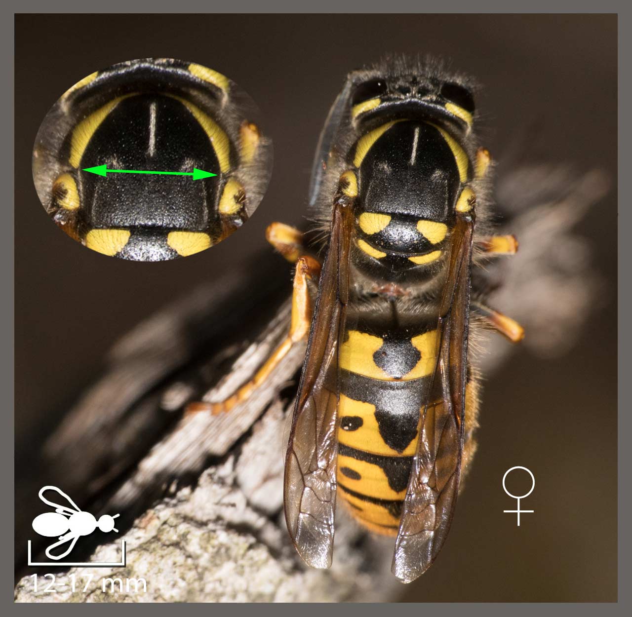 Guêpe germanique - Vespula germanica | Identifier un insecte