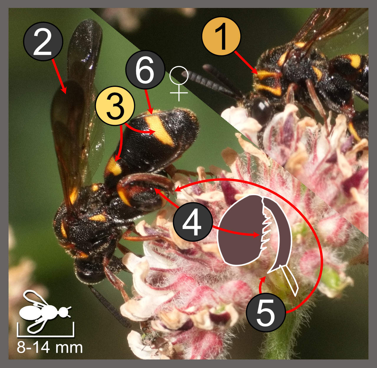 Leucospis sinensis - Leucospis sinensis | Identifier un insecte