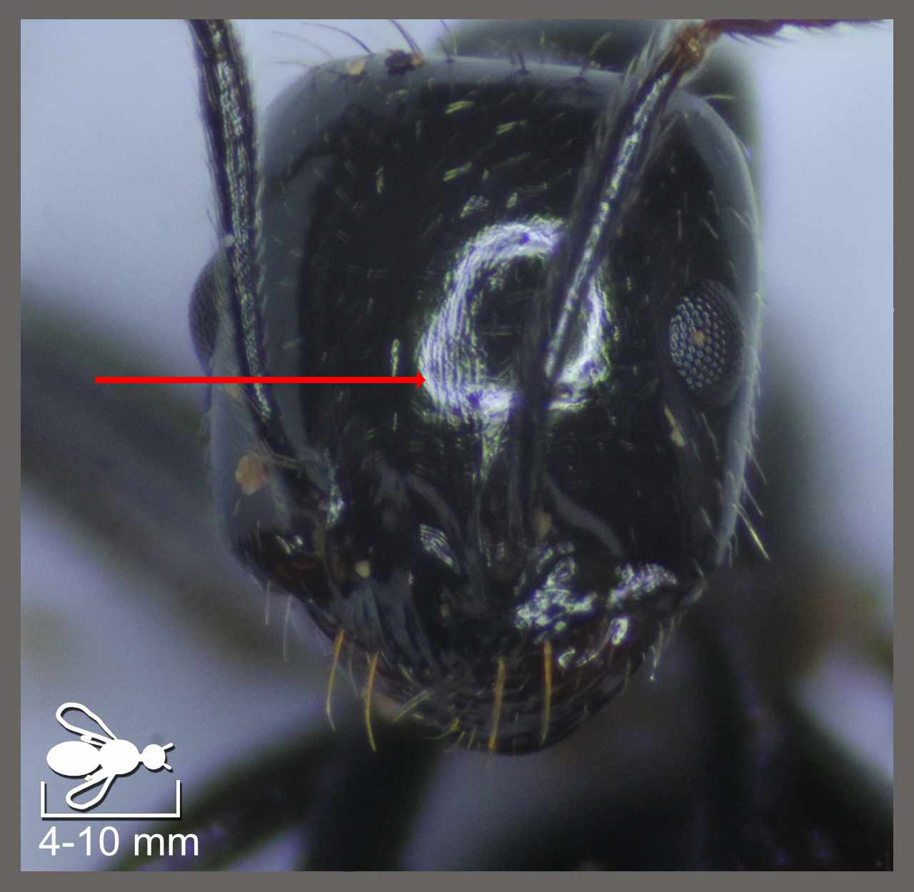 Messor structor - Messor structor | Identifier un insecte