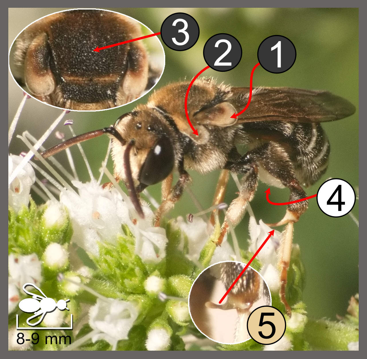 Nomiapis diversipes - Nomiapis diversipes | Identifier un insecte
