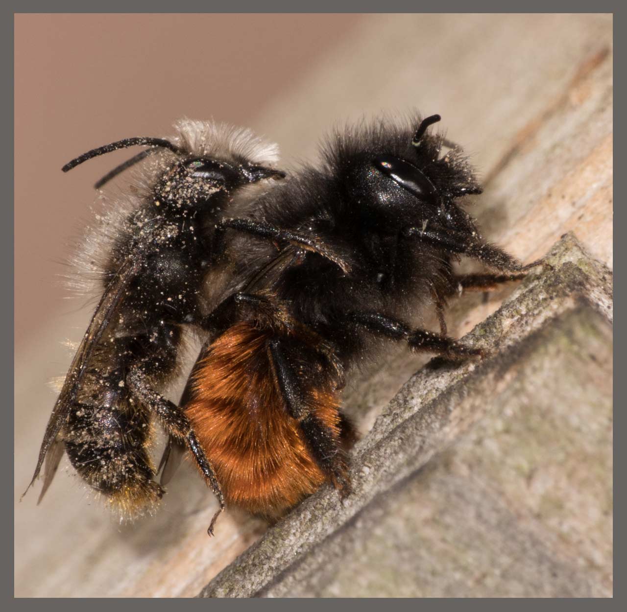 Osmie cornue - Osmia cornuta | Identifier un insecte