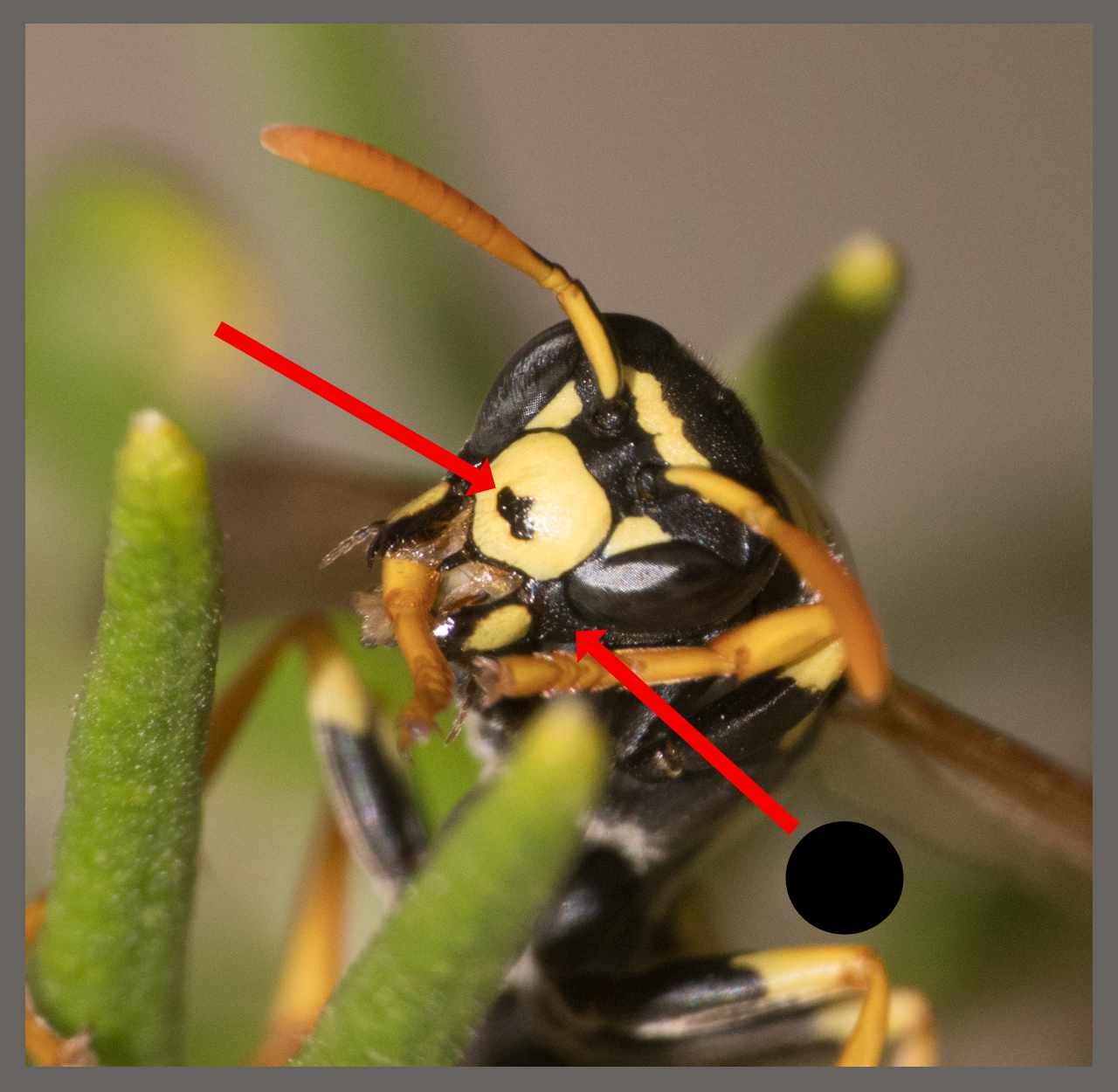 Poliste française - Polistes gallicus | Identifier un insecte