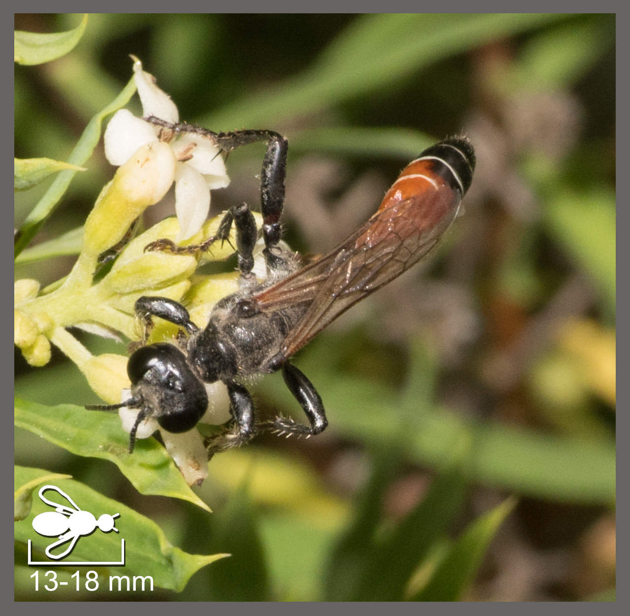 Prionyx kirbii - Prionyx kirbii | Identifier un insecte