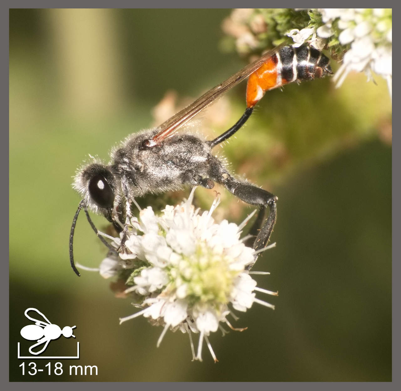 Prionyx kirbii - Prionyx kirbii | Identifier un insecte