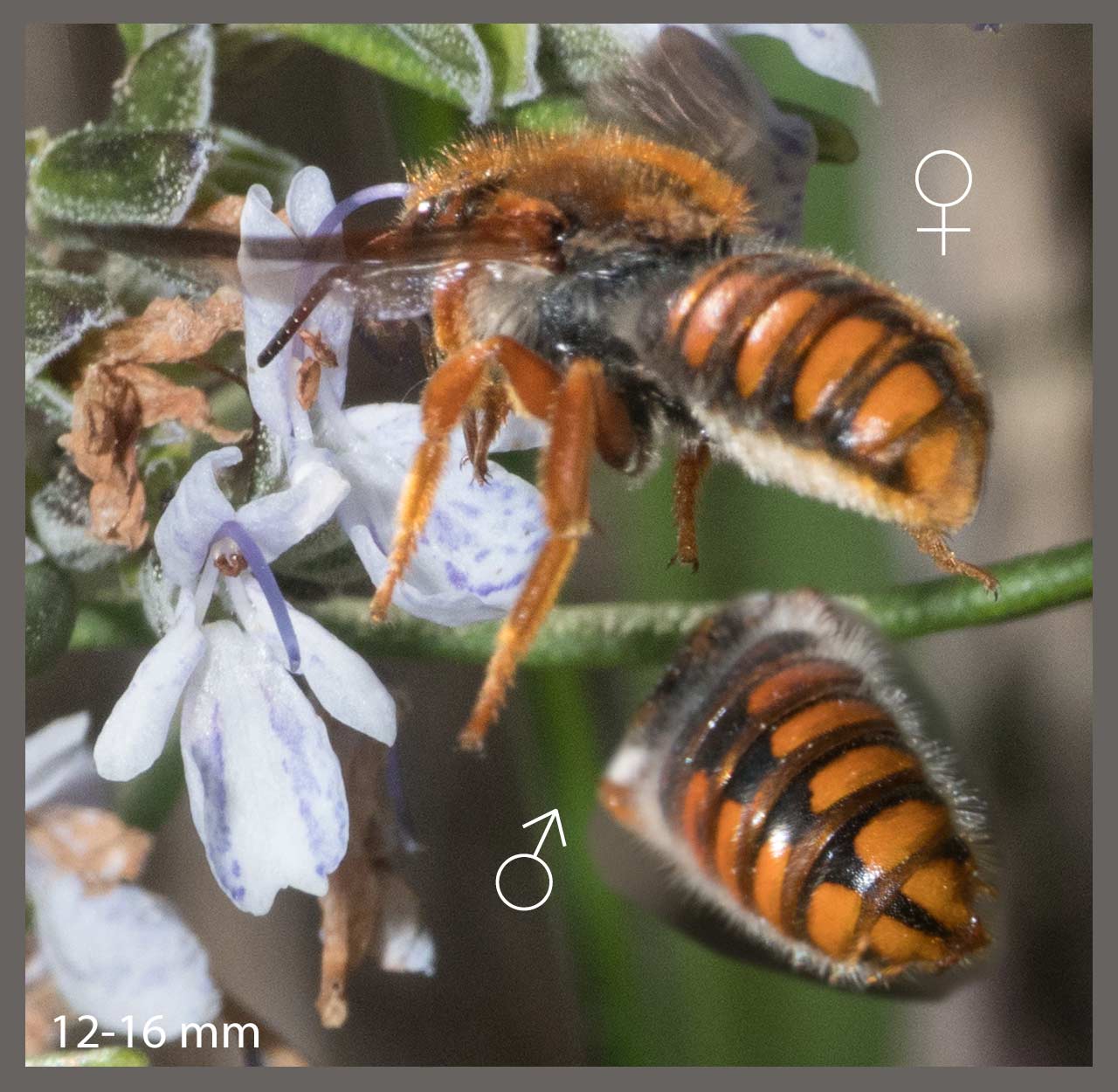 Rhodanthidium sticticum - Rhodanthidium sticticum | Identifier un insecte